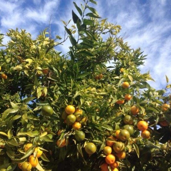 Comprar mandarinas Alcanar. Mandarinas clementinas, tusmandarinas.com